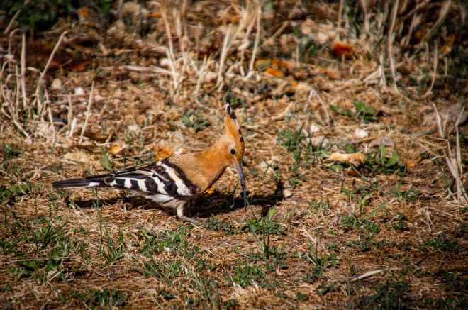 Bird Summons (2019) by Leila Aboulela – Word by Word